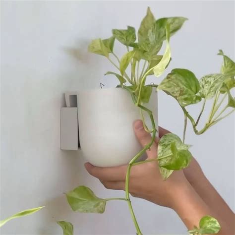 24 Creative Ways To Display Pothos In Your Home Stylish And Unique Ideas