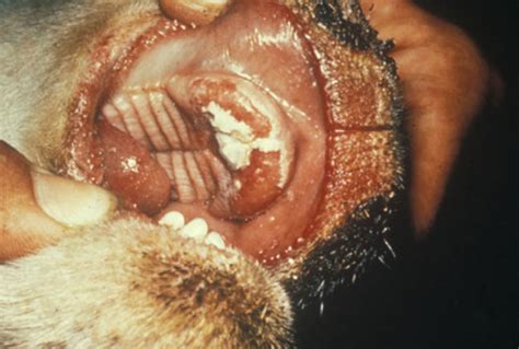 What Causes Mouth And Throat Ulcers In Sheep S Clothing