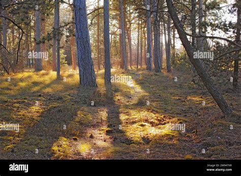 Trees Of All Types And Seasons A Beautiful World Of Differences Trees And Forests Of All Types