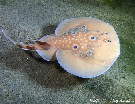 Common Torpedo Torpedo Torpedo Marine Life Identification