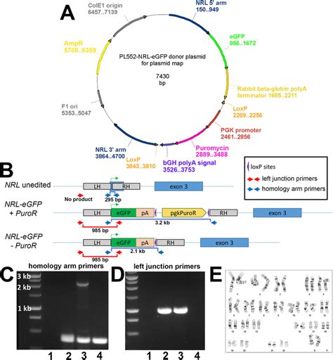 Nrl Egfp Hesc Line Production A Donor Plasmid Map An Egfp Coding Download Scientific