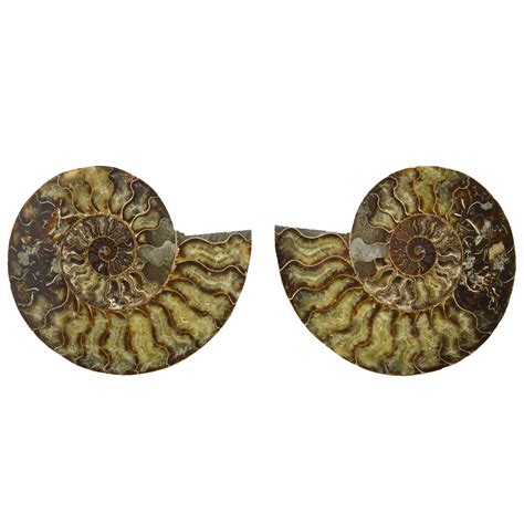 Large Cut And Polished Ammonite Pair British Fossils