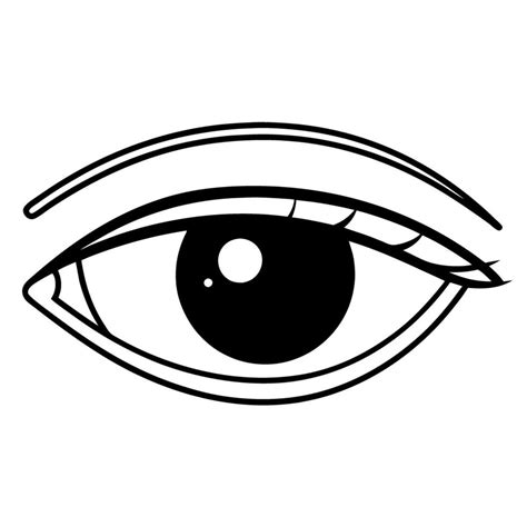 Black And White Eye Illustration Detailed Line Art Of Human Eye With