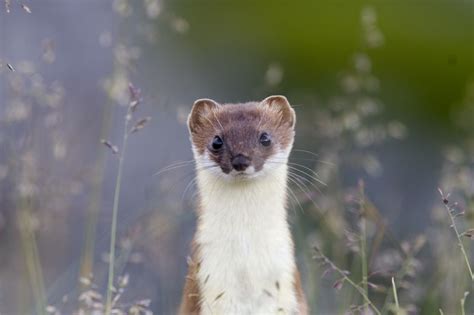 Stoat Mustela Erminea Linnaeus 1758