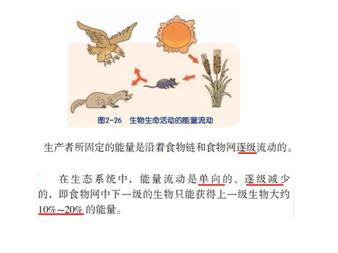 第4节 生态系统的结构和功能 第2课时 21世纪教育网
