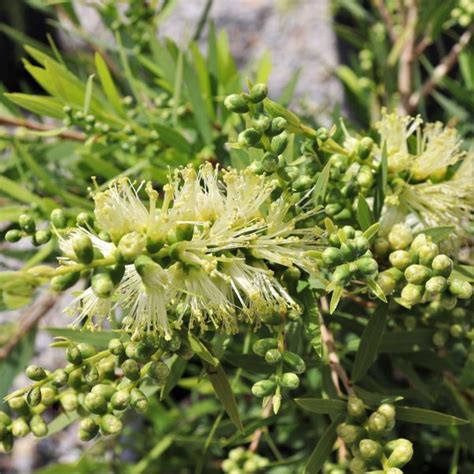 Callistemon Viminalis Wilderness White Warners Nurseries