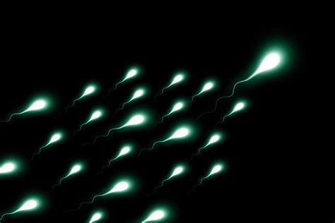 What S The Difference Between Sperm And Semen And Can Pre Ejaculate Get You Pregnant