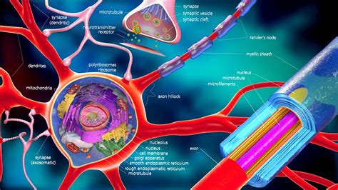 Aggregate Form Of α Synuclein Leads To Cell Death In Parkinsons