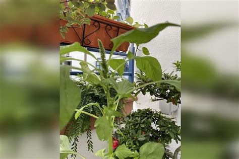 Root Awakening Amaranthus Species Fungal Growth Papaya Plant And