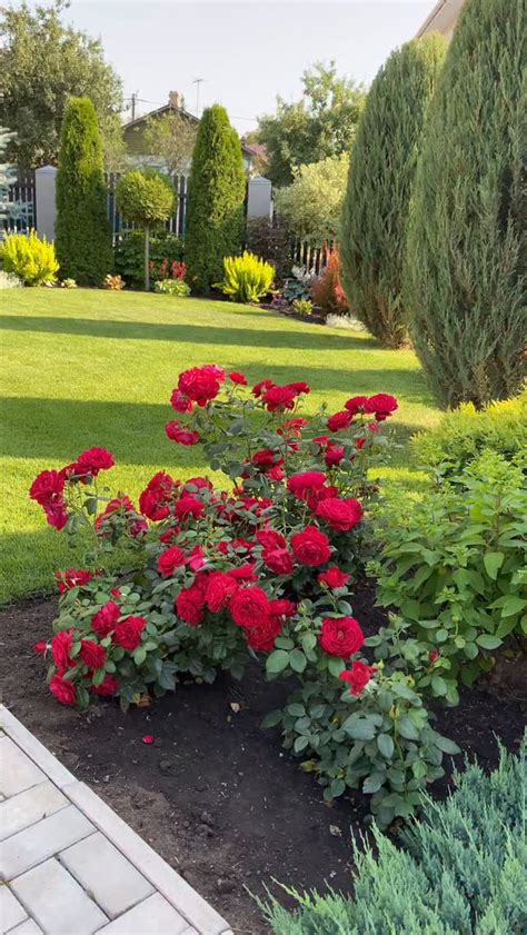 Хоста всегда отличалась в моем саду неприхотливостью Но чтобы получить более густую листву ну