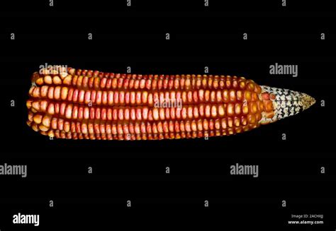 Native Maize Varieties Native Maize Zea Mays Cob Grown In Oaxaca State Mexico This Example