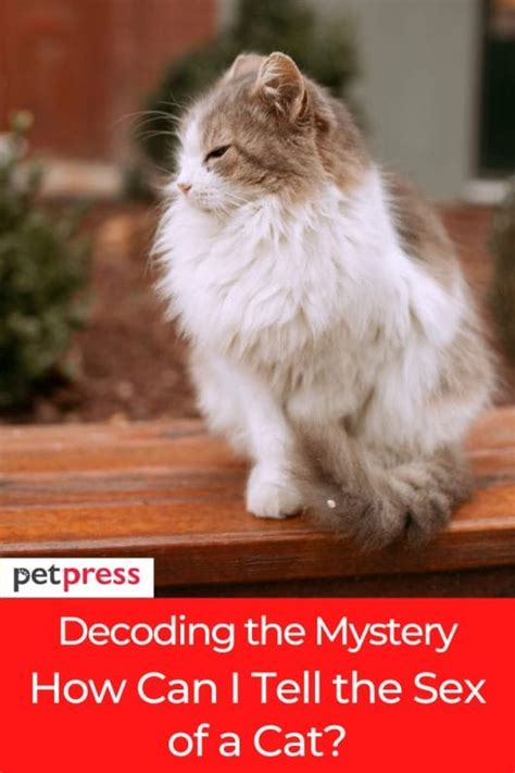 Decoding The Mystery How Can I Tell The Sex Of A Cat
