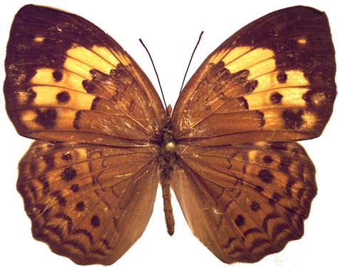 Cupha Erymanthis Erymanthis Bioquipbugs