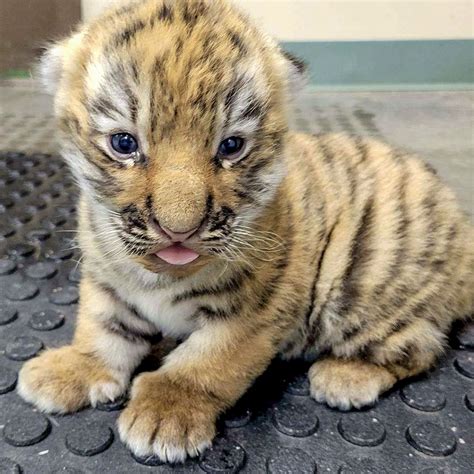 Amur Tiger