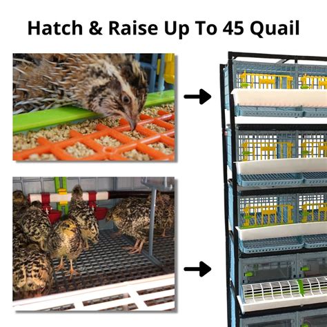 Poultry Starter Kits Start Raising Your Dream Flock Hatching Time