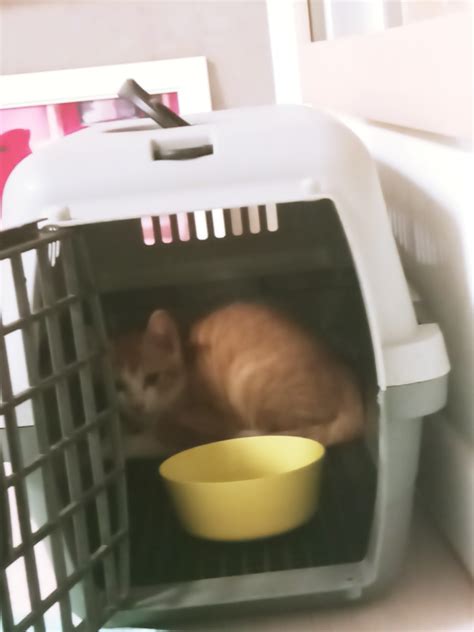 고양이 언제 친해 지나요