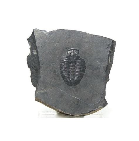 Fossil Trilobite Ancient Bug From Over 500 Million Years Ago