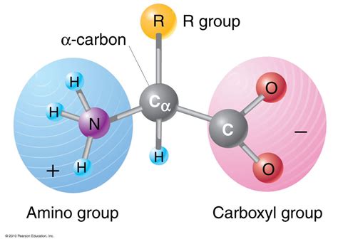 Structure Of An Amino Acid