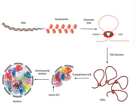 Epimutations And Their Effect On Chromatin Organization Exciting Avenues For Cancer Treatment
