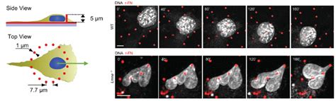 Nuclei Bypass Intercellular Obstacles By Deforming Around Them With