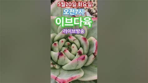 금다육 식물 물 흙 화분 달님다육 라이브방송 Youtube