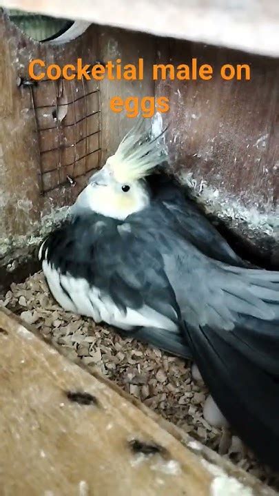 Cocketial Male On Eggs Viral Viralshort Youtubeshorts Cocketial