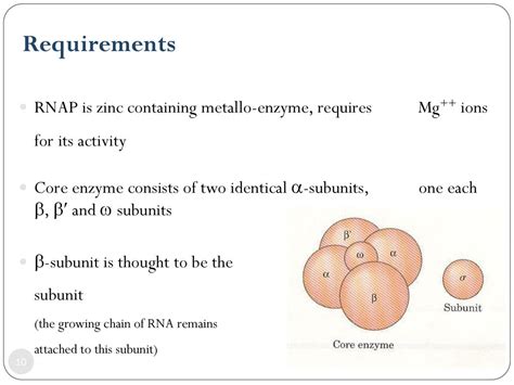 Rna Synthesis Transcription Ppt Download