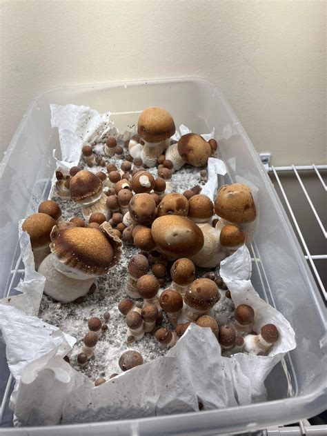 total noob fruiting r unclebens