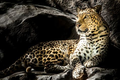 Macan Tutul Sang Predator Elegan Yang Penuh Misteri