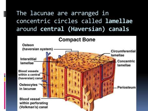 Ppt Understanding The Skeletal System Structure Function And