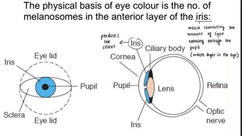 L18 Quantitative Genetics And Multifactorial Traits Flashcards Quizlet