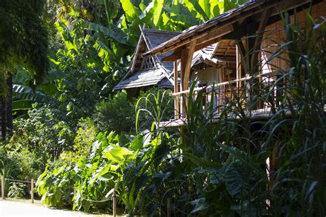 푸른 무성한 나무로 둘러싸인 목조 주택 사진 Unsplash의 무료 숲 이미지