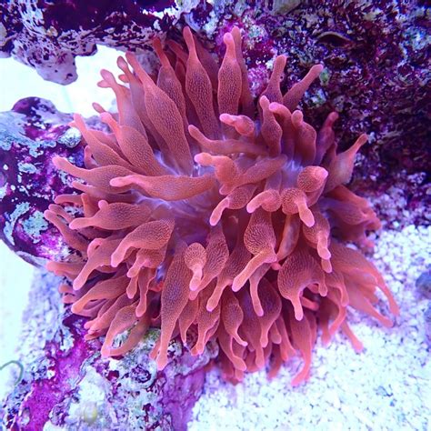 Ora Rose Bubble Tip Anemone Captive Bred For Reef Tanks