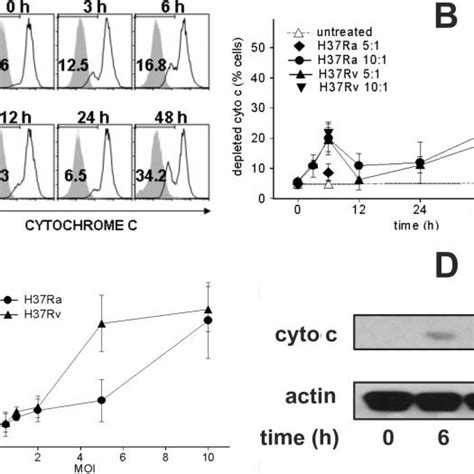 Release Of Mitochondrial Cytochrome C In M Infected With Attenuated Mtb Download Scientific