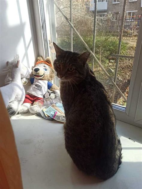 Помогите найти кота Екатеринбург Пикабу