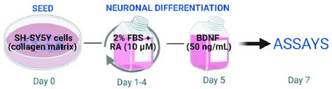 Schematic Protocol For Neuronal Differentiation On The First Day Day