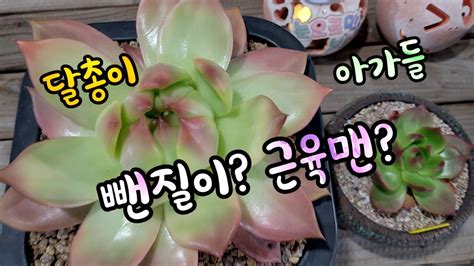 야들은 태생부터 뺀질이 근육맨 창다육 예쁜다육이 초보다육맘 다육이키우기 라온다육맘 Youtube