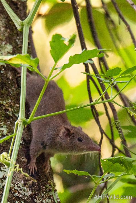 Subtropical Antechinus Ahp Wild