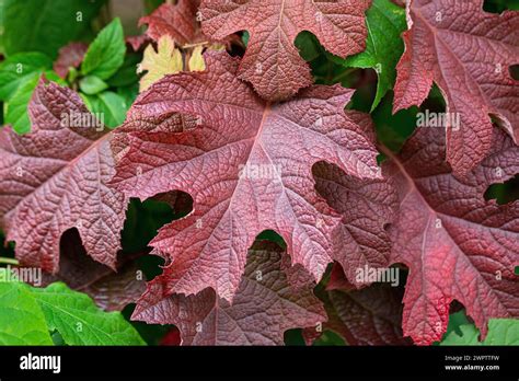 Oakleaf Hydrangea Hydrangea Quercifolia Ruby Slippers Cambridge