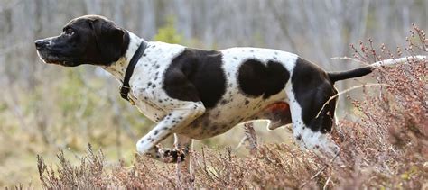 Cual Es La Mejor Raza Pointer