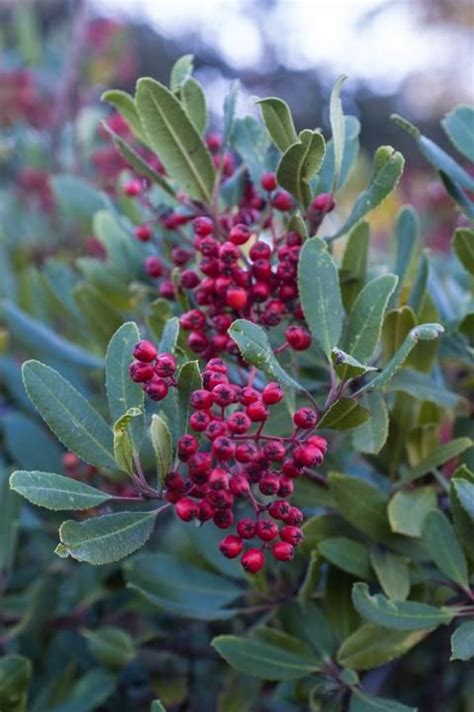 Toyon Plant Facts Learn About Toyon Growing Conditions In The Landscape
