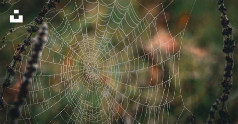 숲 한가운데에 있는 거미줄 사진 Unsplash의 무료 거미줄 이미지