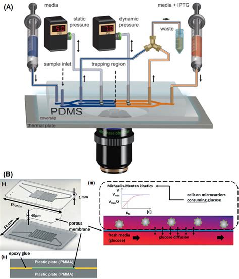 Microbioreactors As Tools For Continuous Culture Assays A Download Scientific Diagram