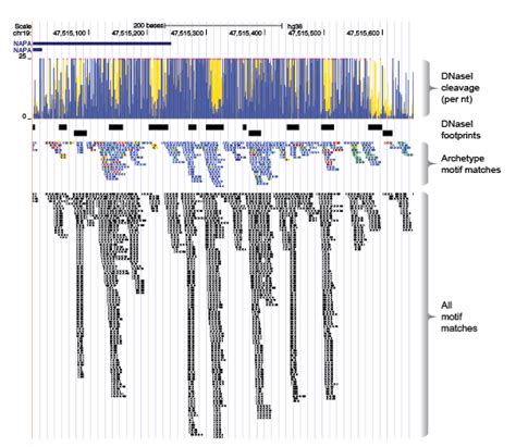 non redundant tf motif matches genome wide jeff vierstra ph d