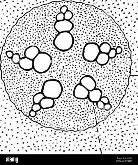 Compound Microscope Cells