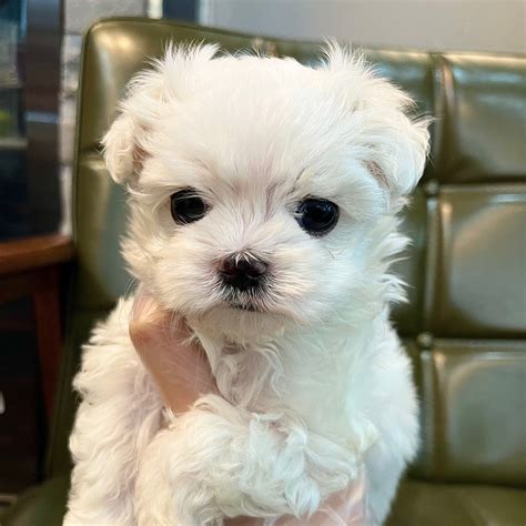 싸개싸개 무료강아지분양사이트