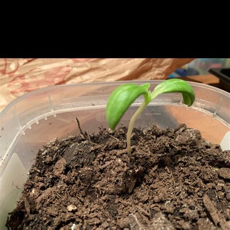 Fertilizing My Cucumber
