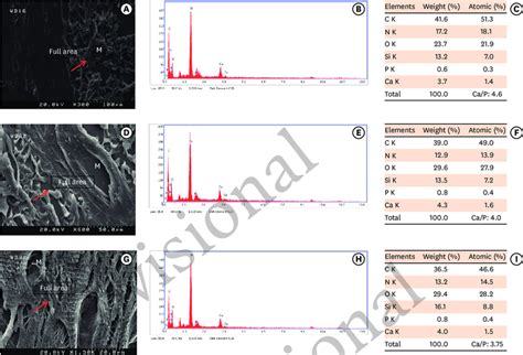 Scanning Electron Microscopy Observations And Elemental Composition