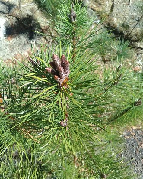 🌲 Pino Insigne 🌲 Originario De Eeuu Andra Recolectora