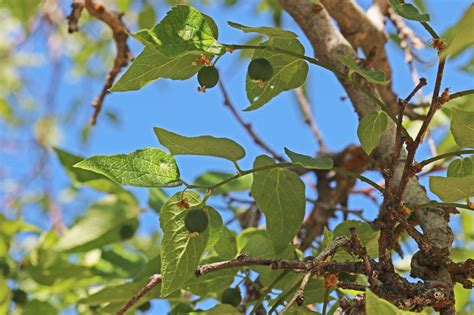 Pictures And Description Of Hackberry Trees